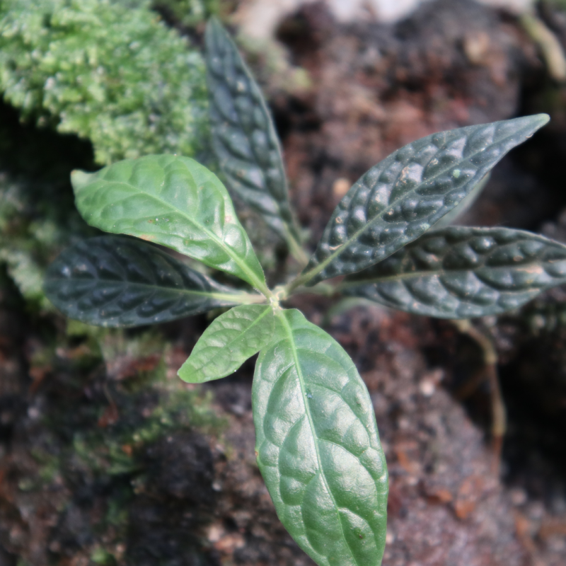 Piper parmatum Dressler – Naturaqu