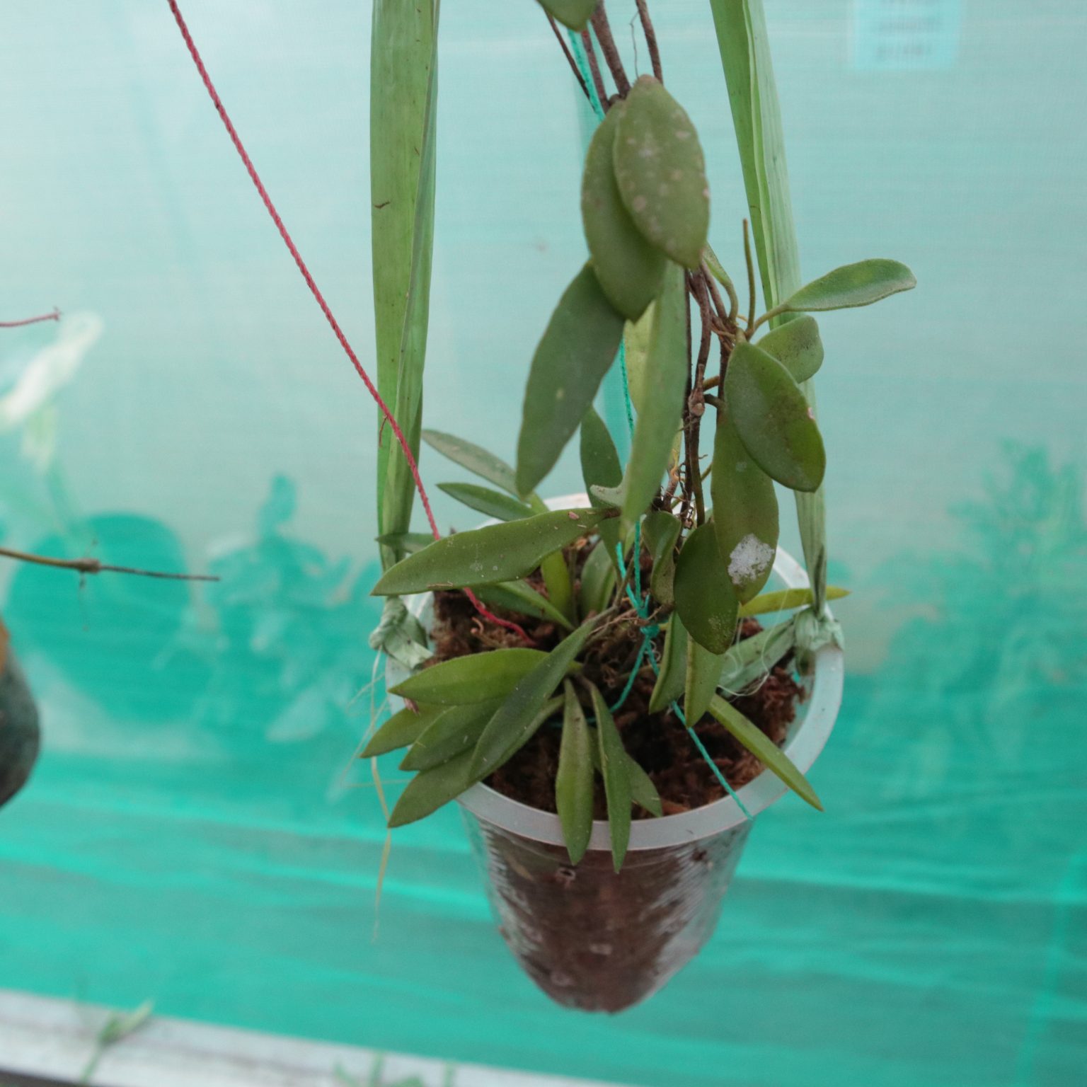 Hoya Parvifolia – Naturaqu