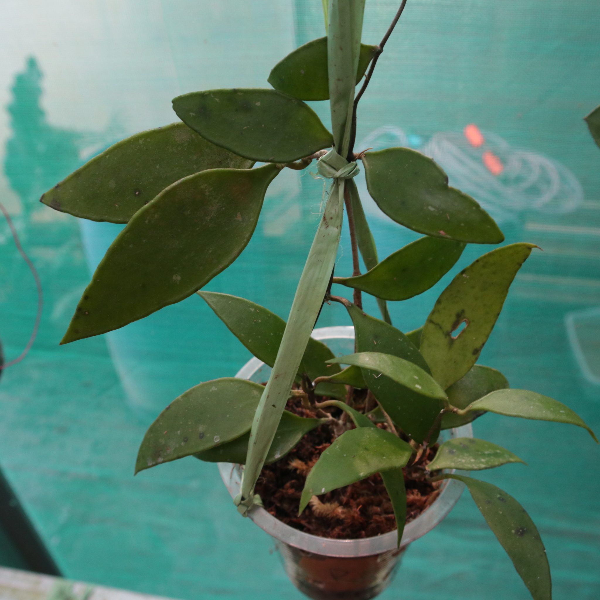 Hoya Revoluta - Naturaqu