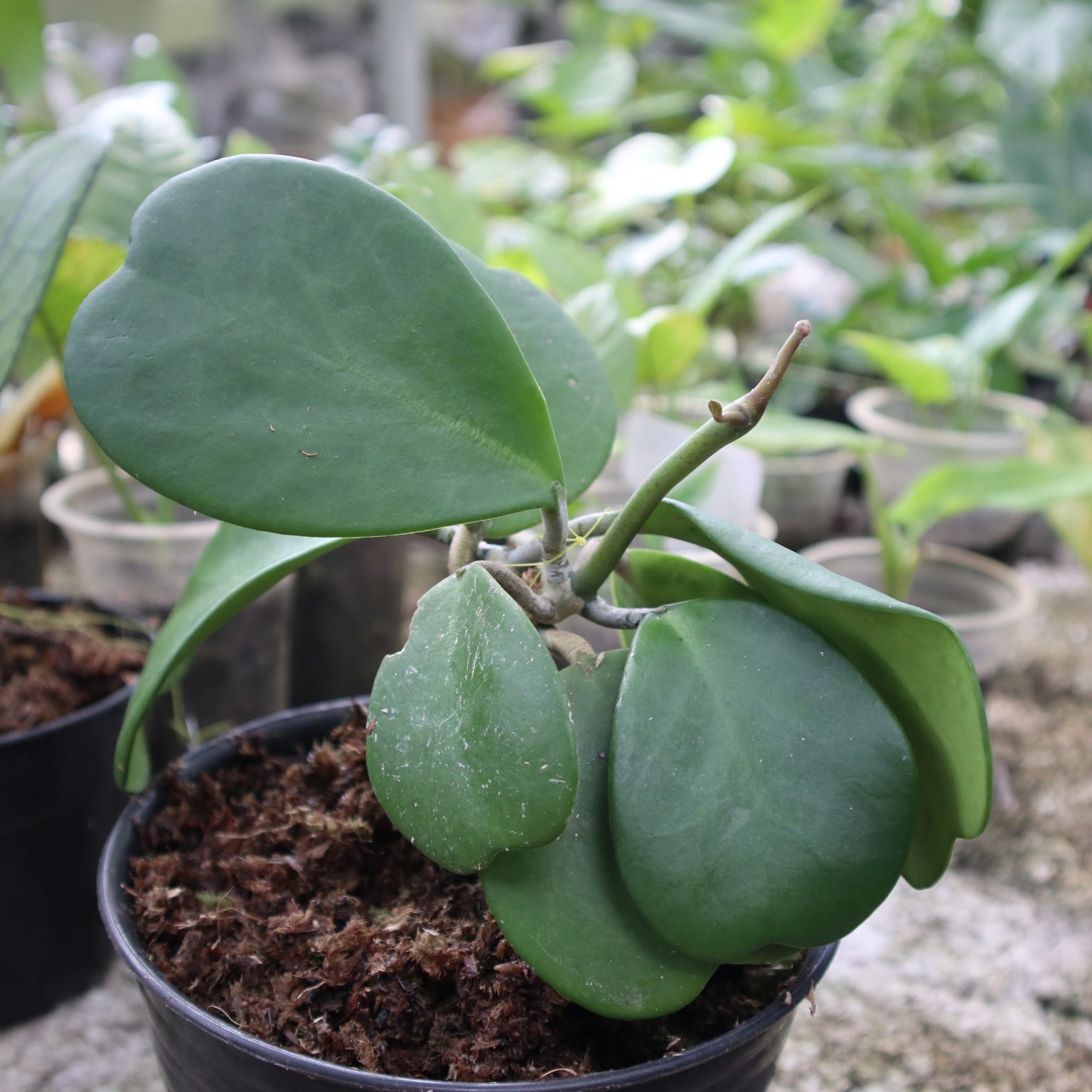 Hoya Tanggamus – Naturaqu