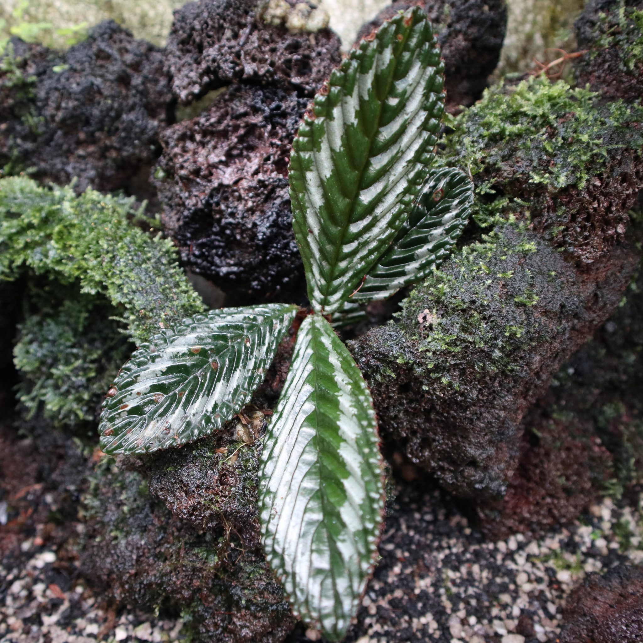 Acranthera Sp. Borneo - Naturaqu