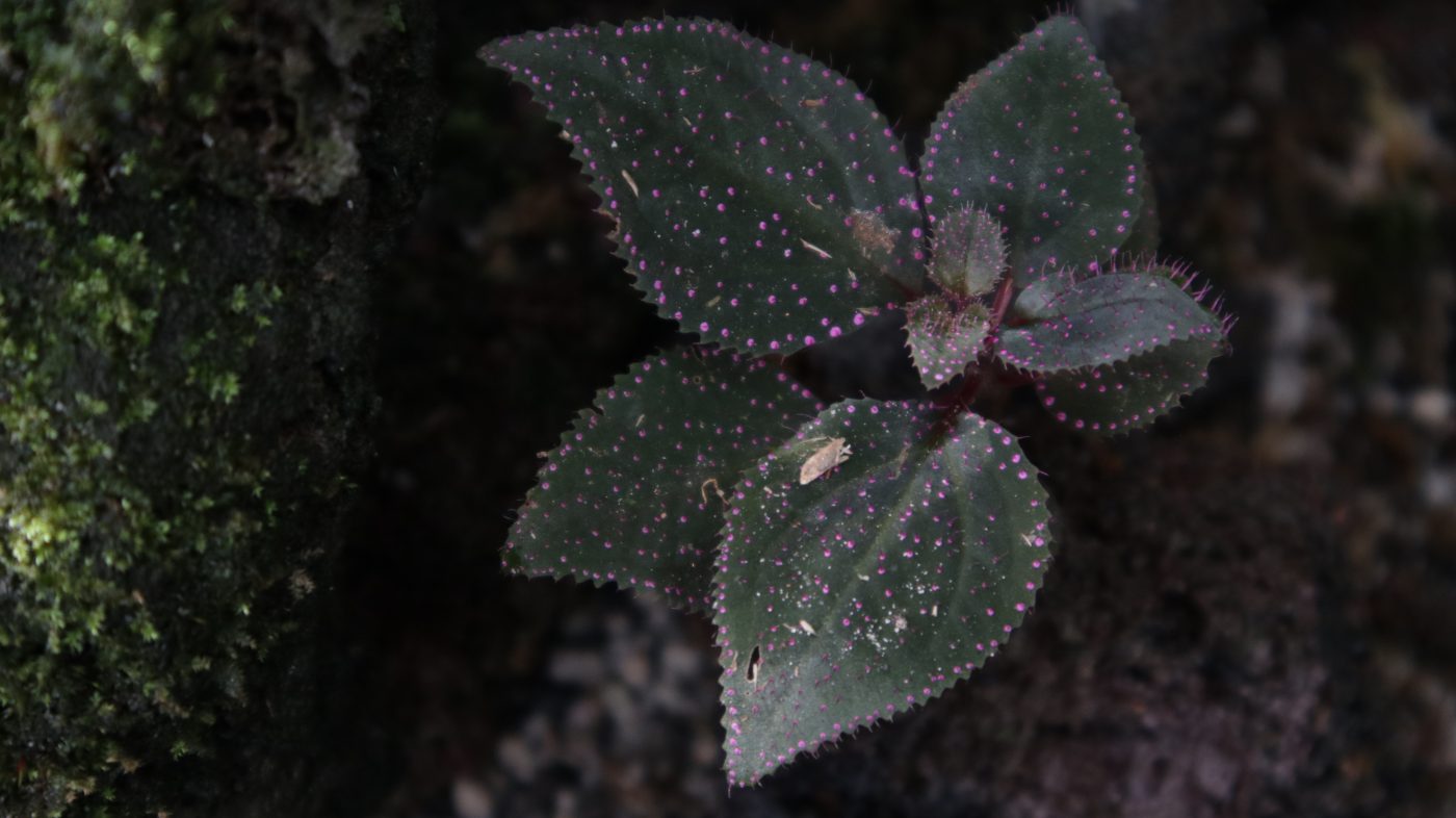 Sarcopyramis Purple – Naturaqu