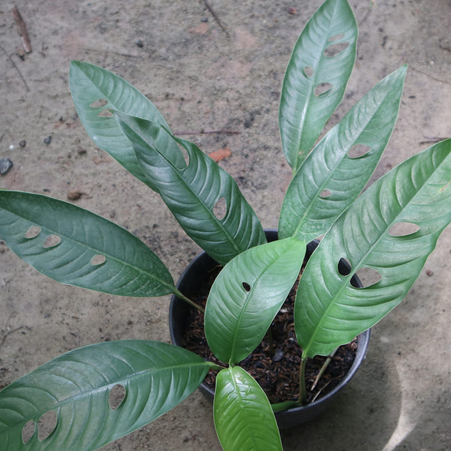 Rhaphidophora Megasperma - Naturaqu