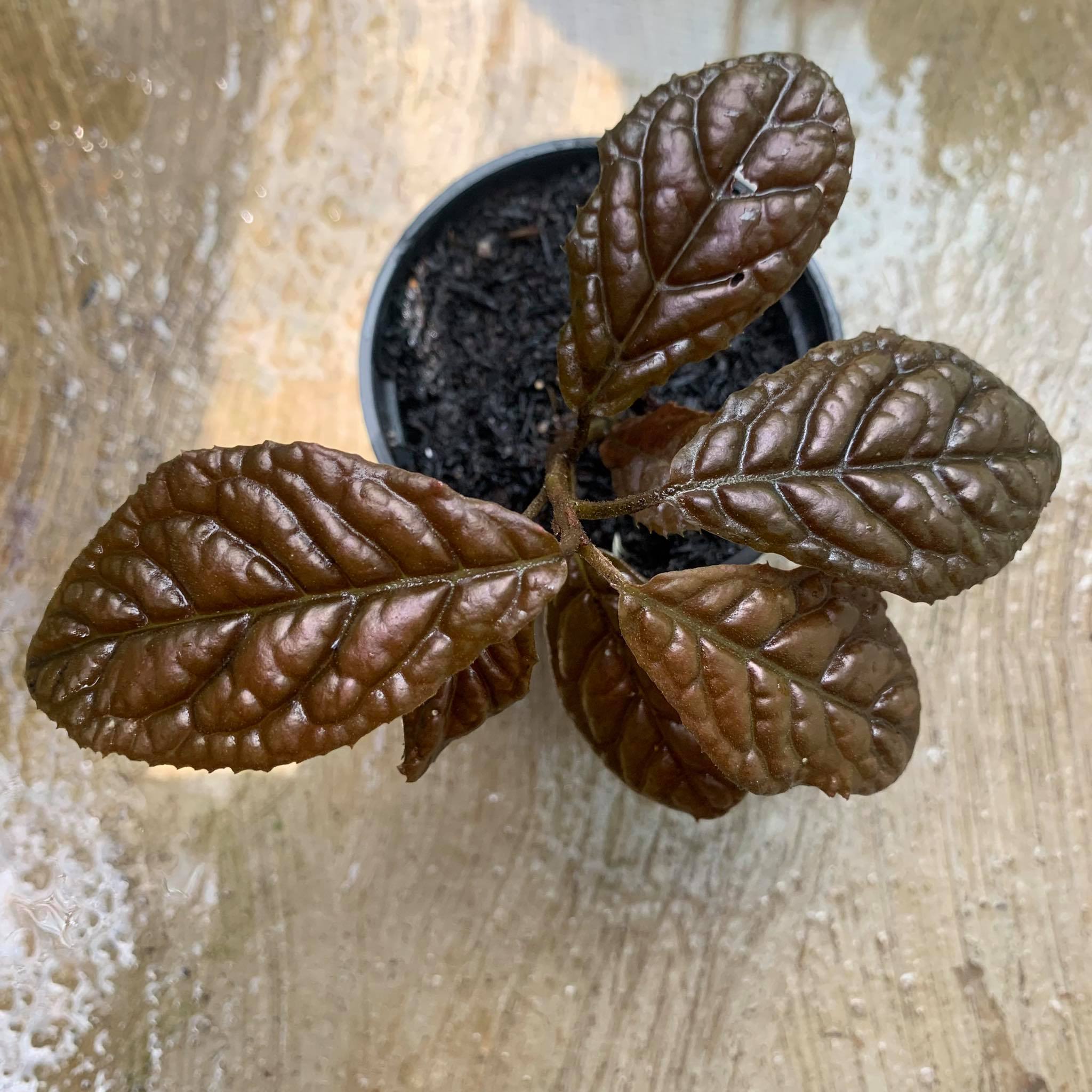 Acranthera Sp. Brown Sumatera - Naturaqu
