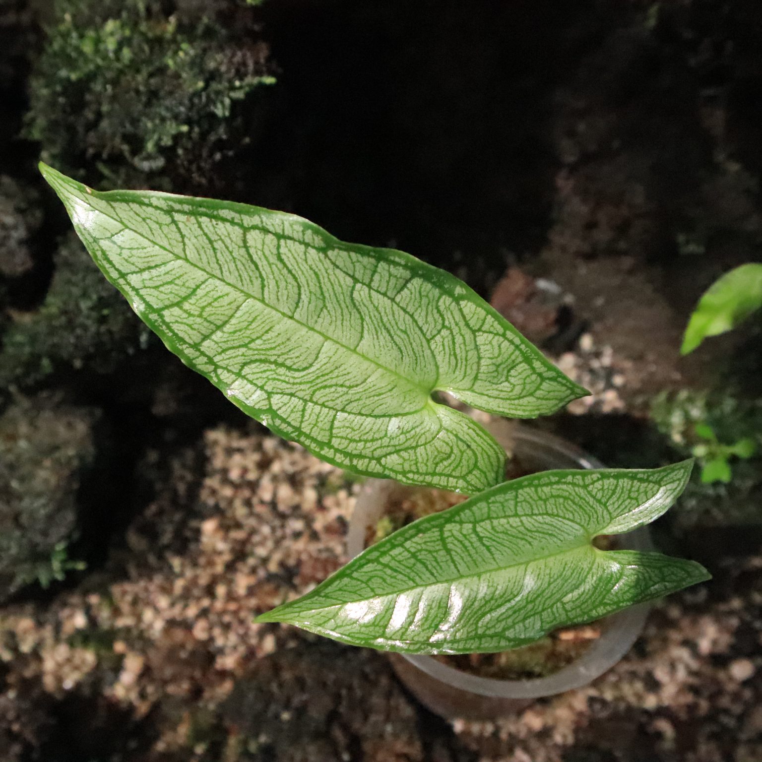 Hapaline Appendiculata Ridl. - Naturaqu