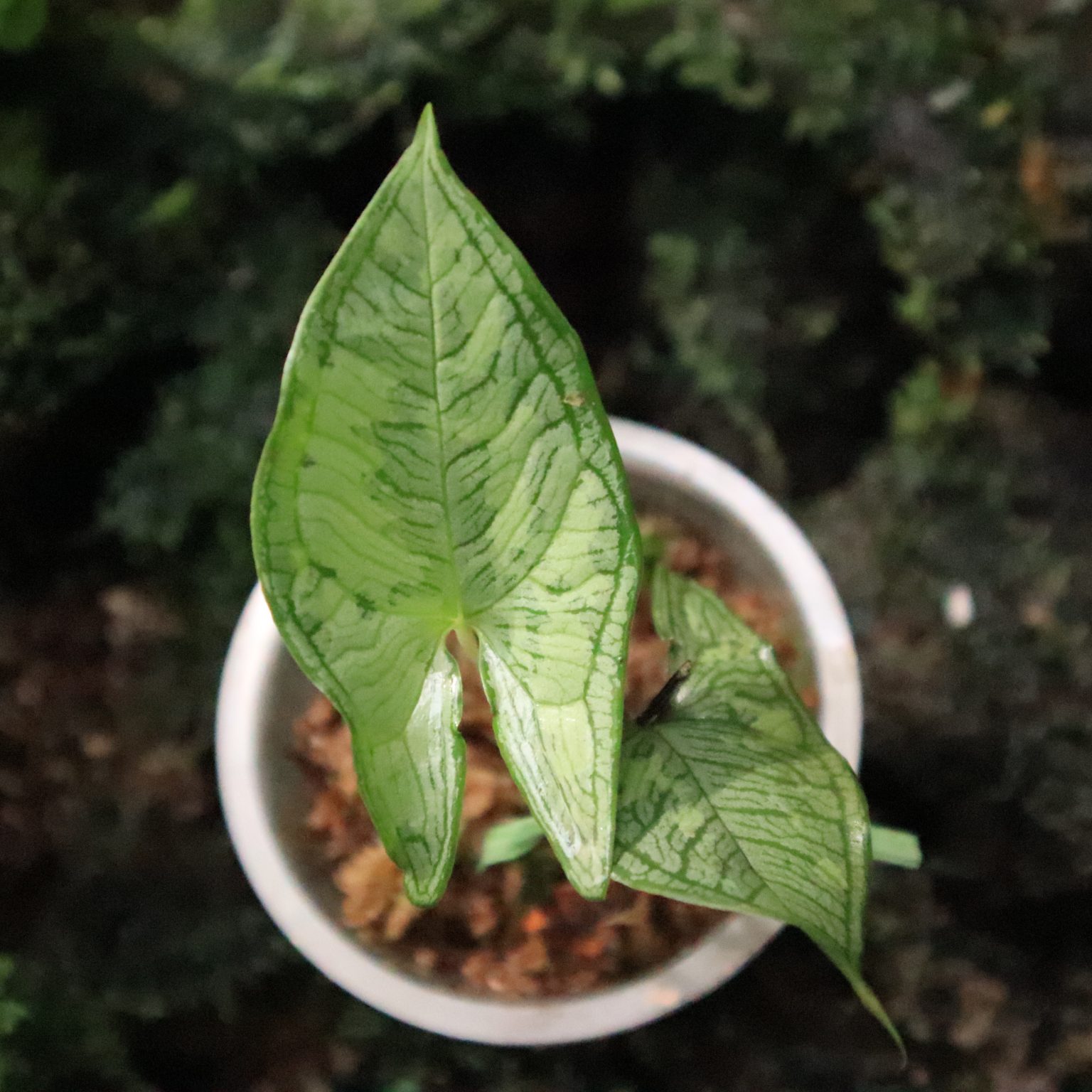 Hapaline Celatrix – Naturaqu