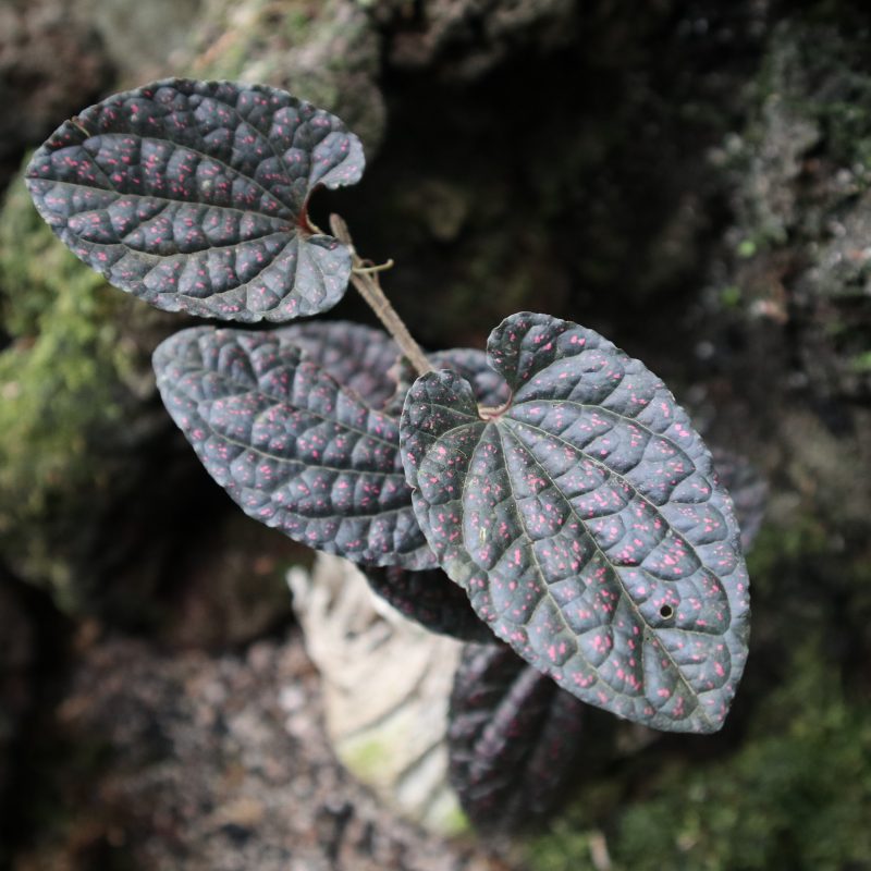 The Various Beauty Piper Plants from Papua Indonesia - Naturaqu