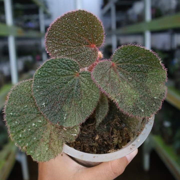 Begonia Baik Red – Naturaqu