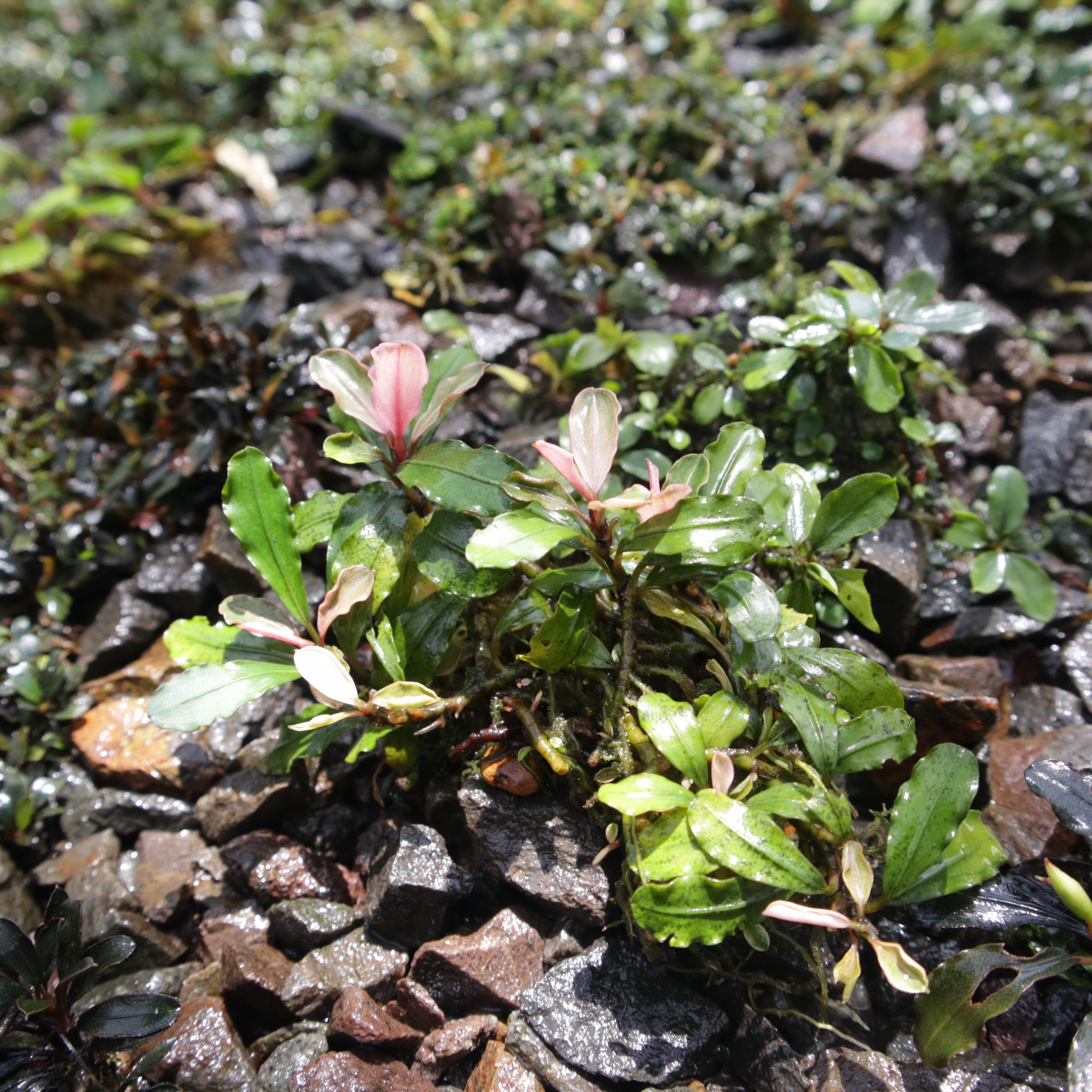 Rare bucephalandra – Naturaqu