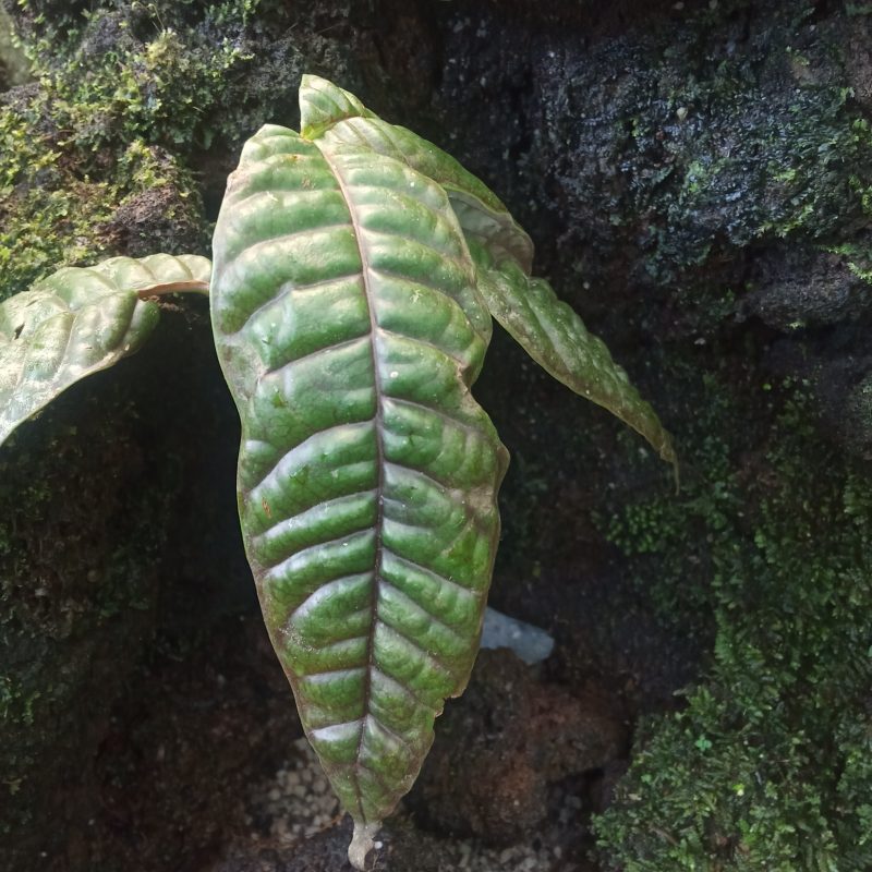 Labisia – Naturaqu