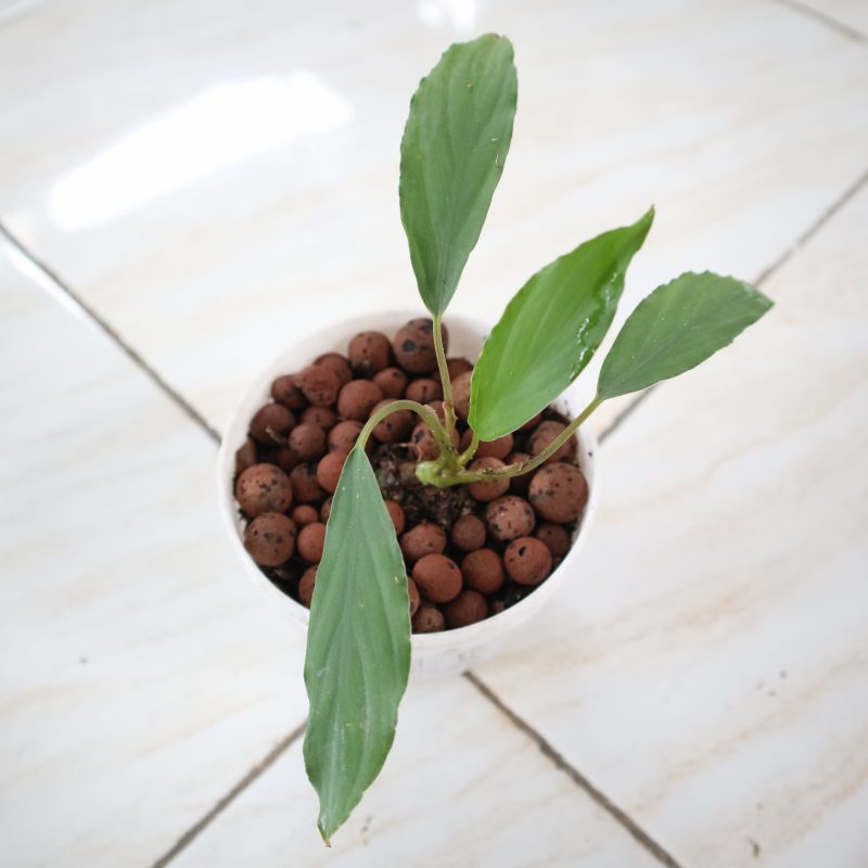 Furtadoa Narrow – Naturaqu