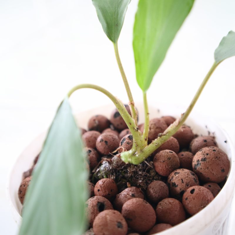 Furtadoa Narrow – Naturaqu