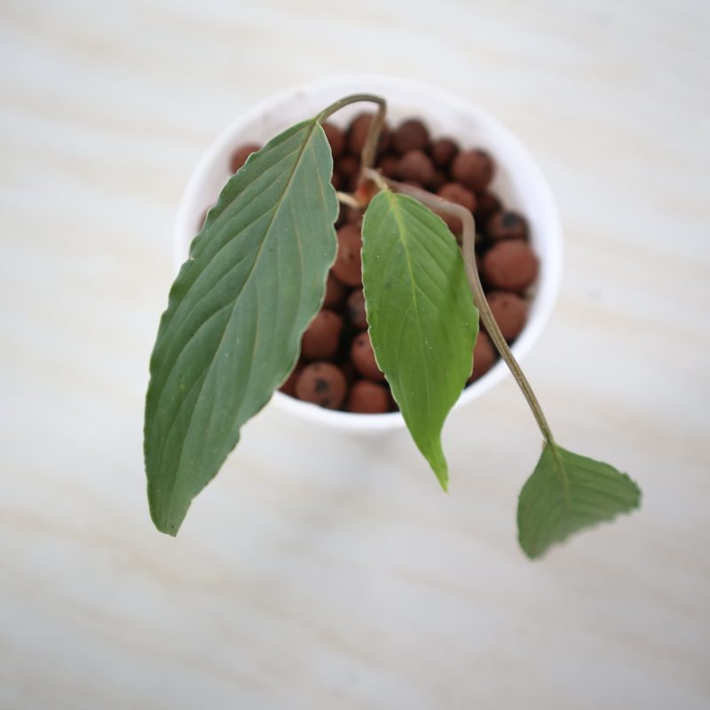 Furtadoa Red – Naturaqu