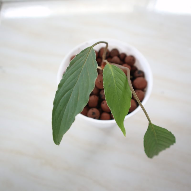 Furtadoa Red – Naturaqu