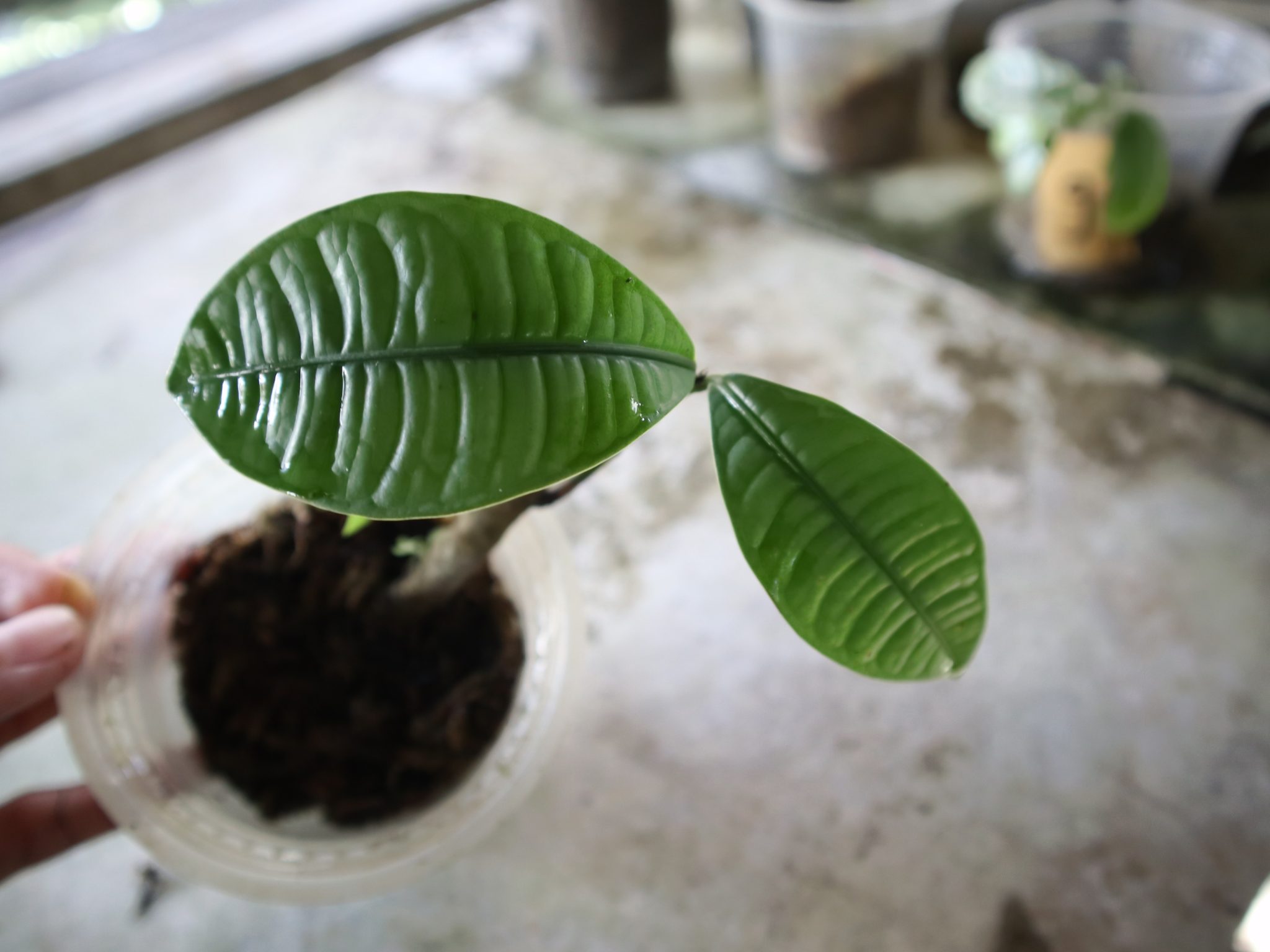 Syzygium Sp. Borneo – Naturaqu